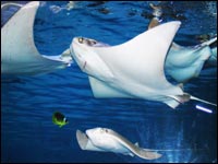 ray-pool - San Antonio Aquarium
